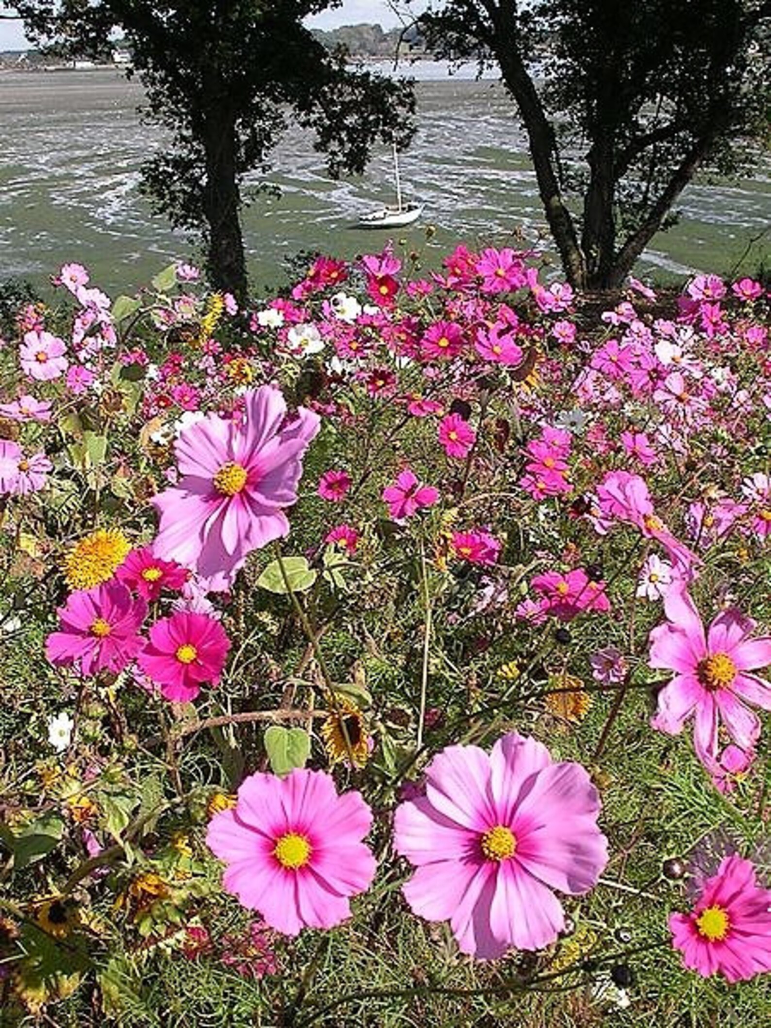 350 COSMOS SENSATION MIX Mixed Colors Cosmos Bipinnatus Flower - Etsy