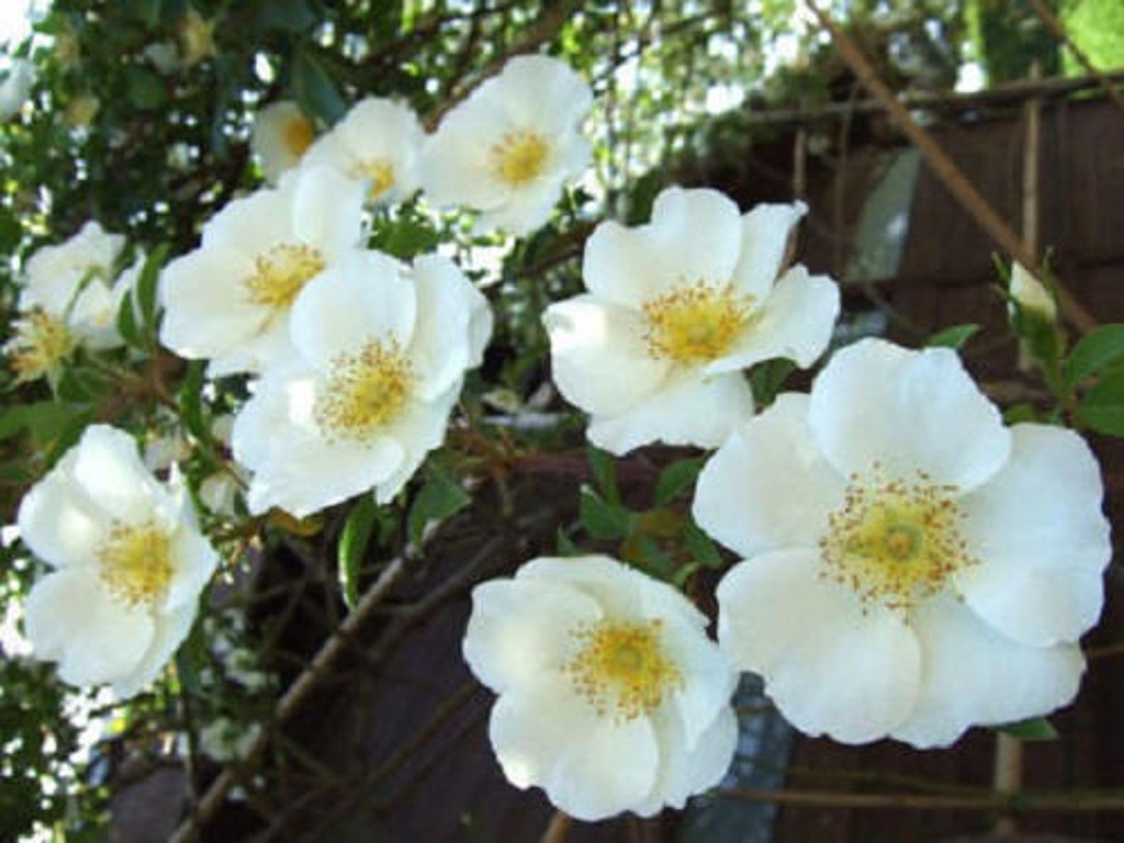 10 WHITE JAPANESE ROSE Rosa Rugosa Alba Bush Rugosa Rose - Etsy