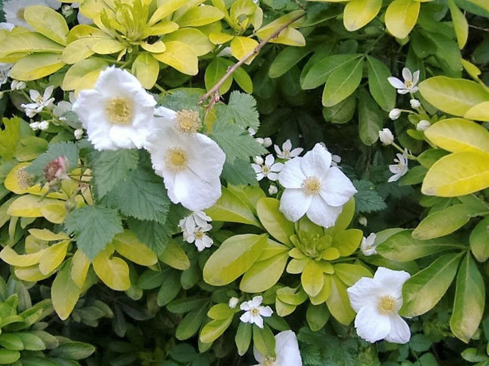 25 TRAILING BLACKBERRY Pacific Rubus Ursinus Vining Shrub - Etsy