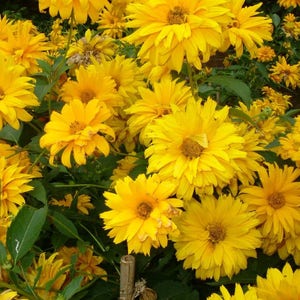 50 SUMMER SUN SUNDROPS Yellow Heliopsis Scabra False Sunflower Flower ...