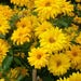 50 SUMMER SUN SUNDROPS Yellow Heliopsis Scabra False Sunflower Flower ...