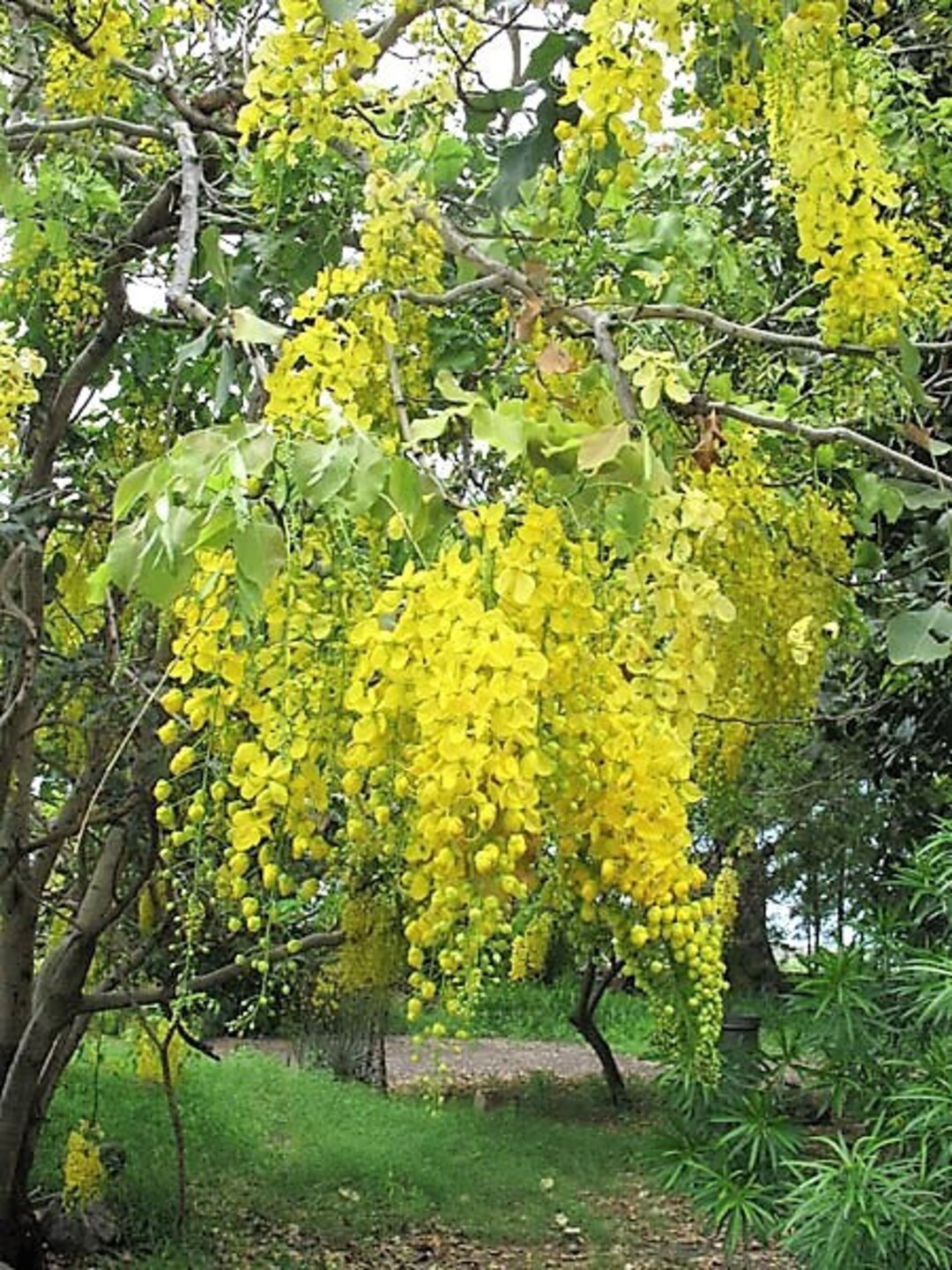 15 GOLDEN SHOWER TREE Gold Rush Yellow Cassia Fistula Flower Seeds comb S/H - Etsy