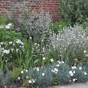 50 WHITE LYCHNIS Coronaria Alba (white Rose Campion / Evening Lychnis ...