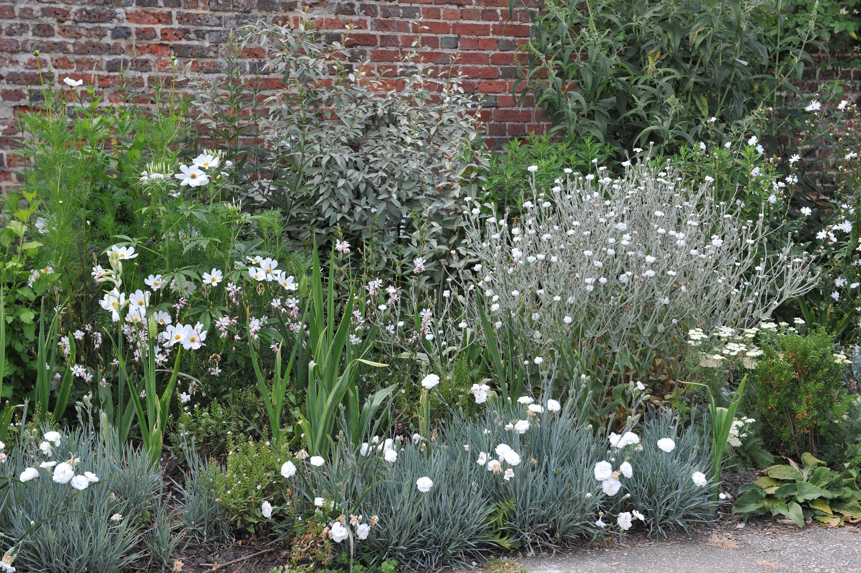50 WHITE LYCHNIS Coronaria Alba (white Rose Campion / Evening Lychnis ...
