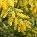 10 GOLDEN MIMOSA Acacia Baileyana Yellow Wattle Tree Flower Seeds *comb ...