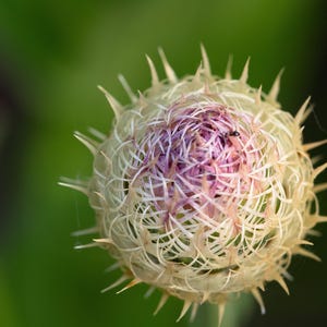 25 AMERICAN ROSE (centaurea Aloha / American Starflower / American ...