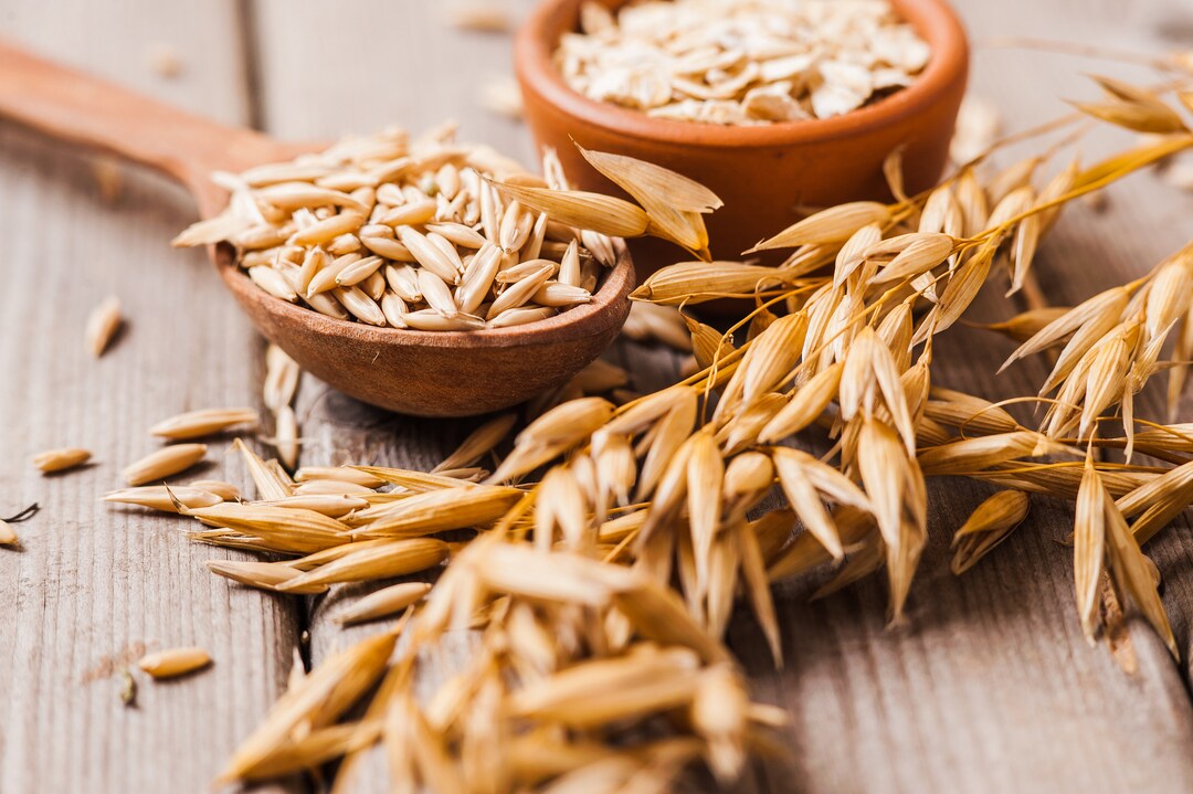 250 Certified ARMOR OAT Oats Avena Sativa Cereal Grain Cover Crop Seeds ...