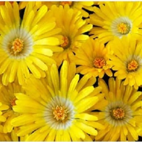 100 Gelato Bright RED ICE PLANT Mesembryanthemum Daisy - Etsy