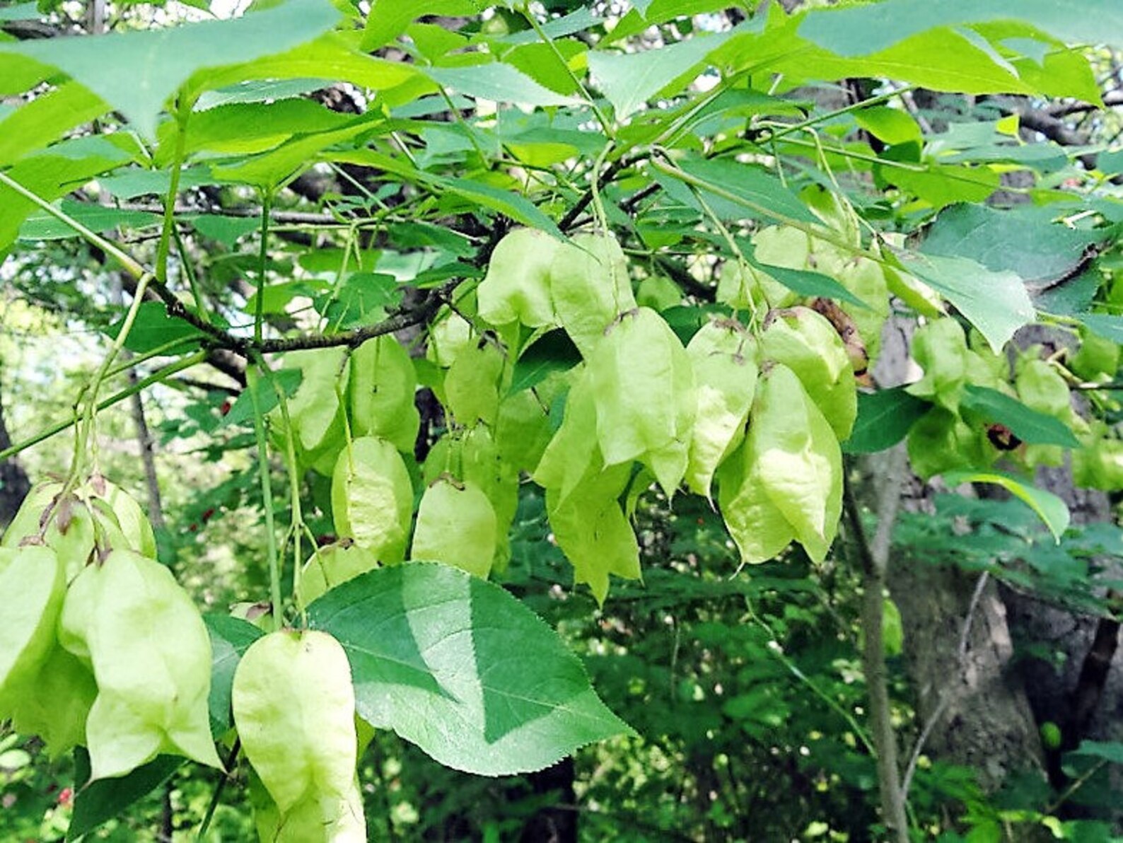 5 AMERICAN BLADDERNUT Tree Staphylea Trifolia Shrub Green Pod | Etsy