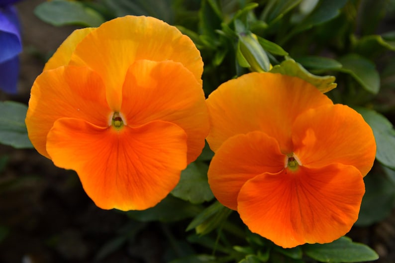 50 ORANGE SUN PANSY Swiss Giant Viola Wittrockiana Flower Seeds - Etsy