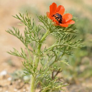 10 ADONIS PHEASANTS EYE Adonis Aestivalis Red & Black Flower Seeds ...
