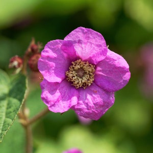 20 PURPLE FLOWERING RASPBERRY Thornless Edible Rubus Odoratus Fruit ...