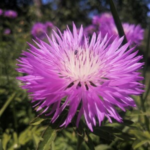 500 MIXED SWEET SULTAN Imperialis Mix Amberboa Moschata Centaurea ...