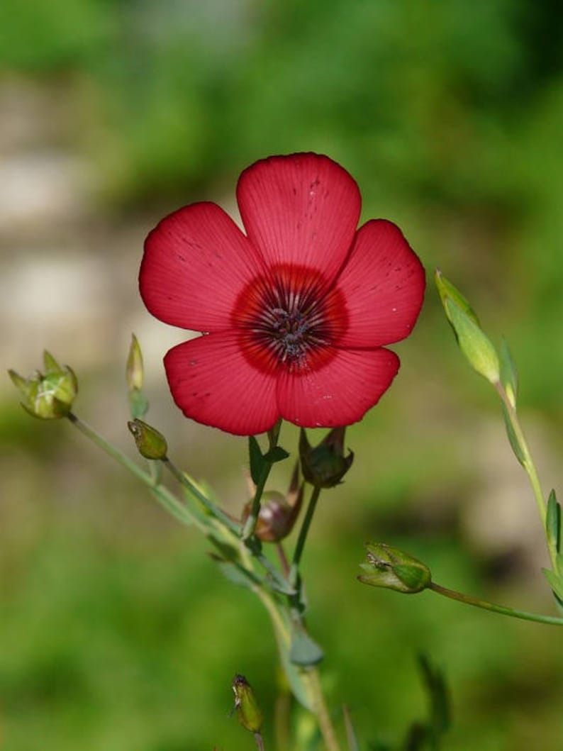 500 Red SCARLET FLAX Linum Grandiflorum Rubrum Flower Seeds - Etsy
