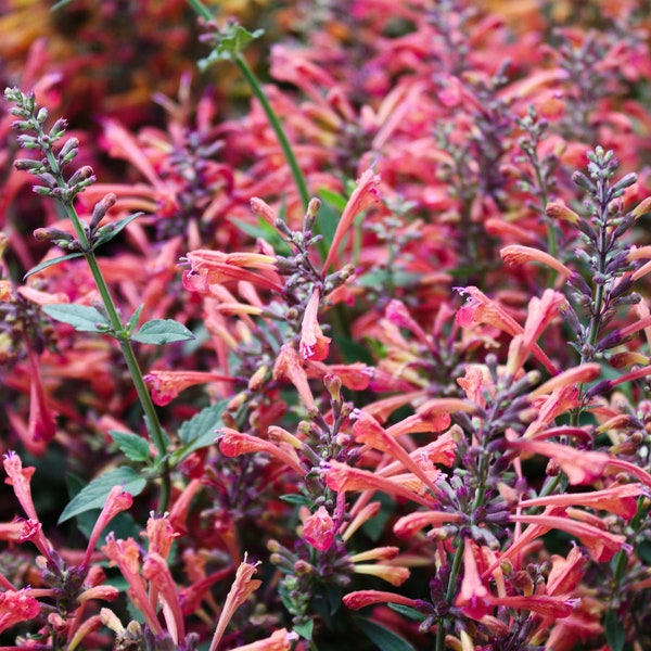 Hummingbird Mint Plant - Etsy