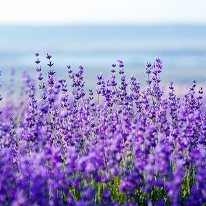 20 DWARF MUNSTEAD LAVENDER Blue English Lavandula Angustifolia Munstead ...