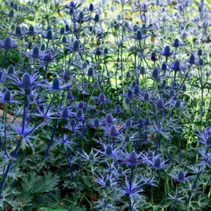 25 BLUE Star SEA HOLLY Eryngium Alpinum Flower Seeds comb S/H - Etsy