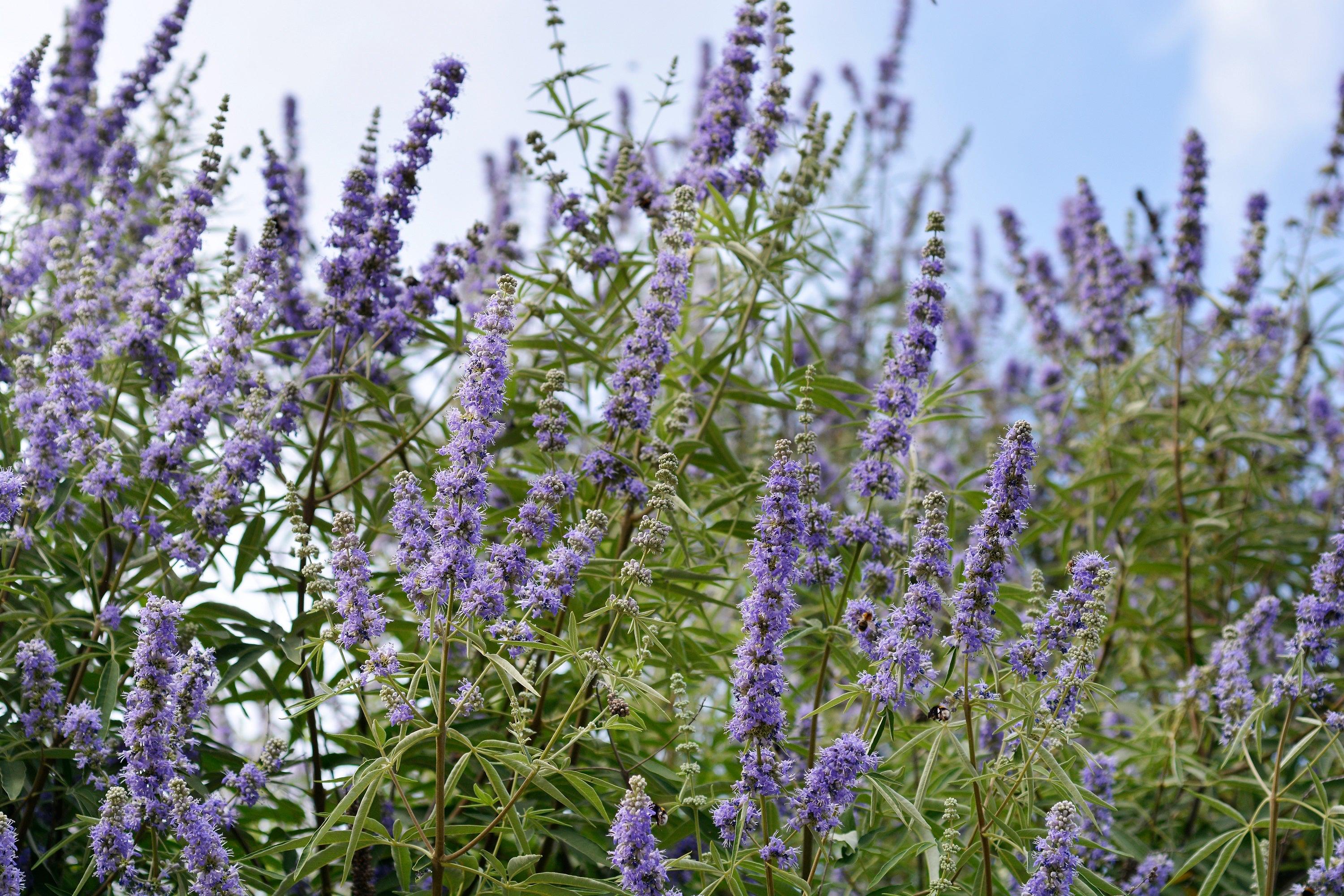 25 CHASTE BERRY TREE Vitex Agnus Castus Monk's Pepper Purple Fragrant ...
