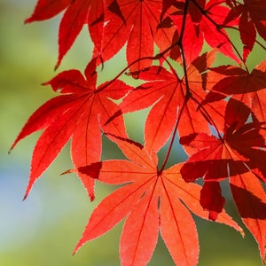 10 RED JAPANESE MAPLE Tree Bloodgood Ornamental Acer Palmatum Seeds - Etsy
