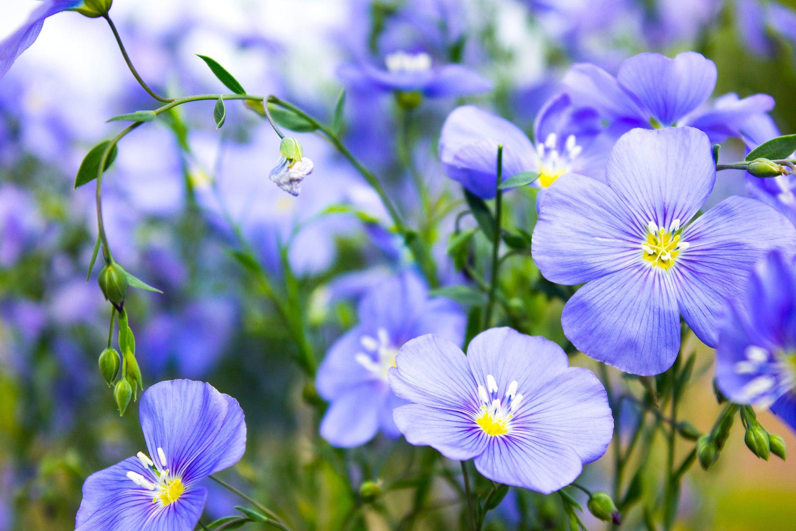 100 BLUE FLAX (prairie Flax / Lewis Blue Flax) Linum Perenne Lewisii ...