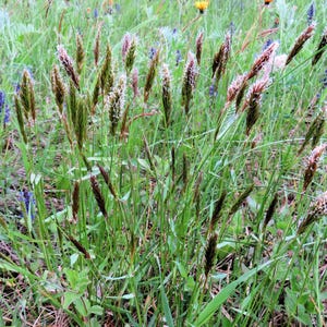 150 SWEET VERNAL GRASS Sweet Grass Vanilla Grass Anthoxanthum Odoratum ...