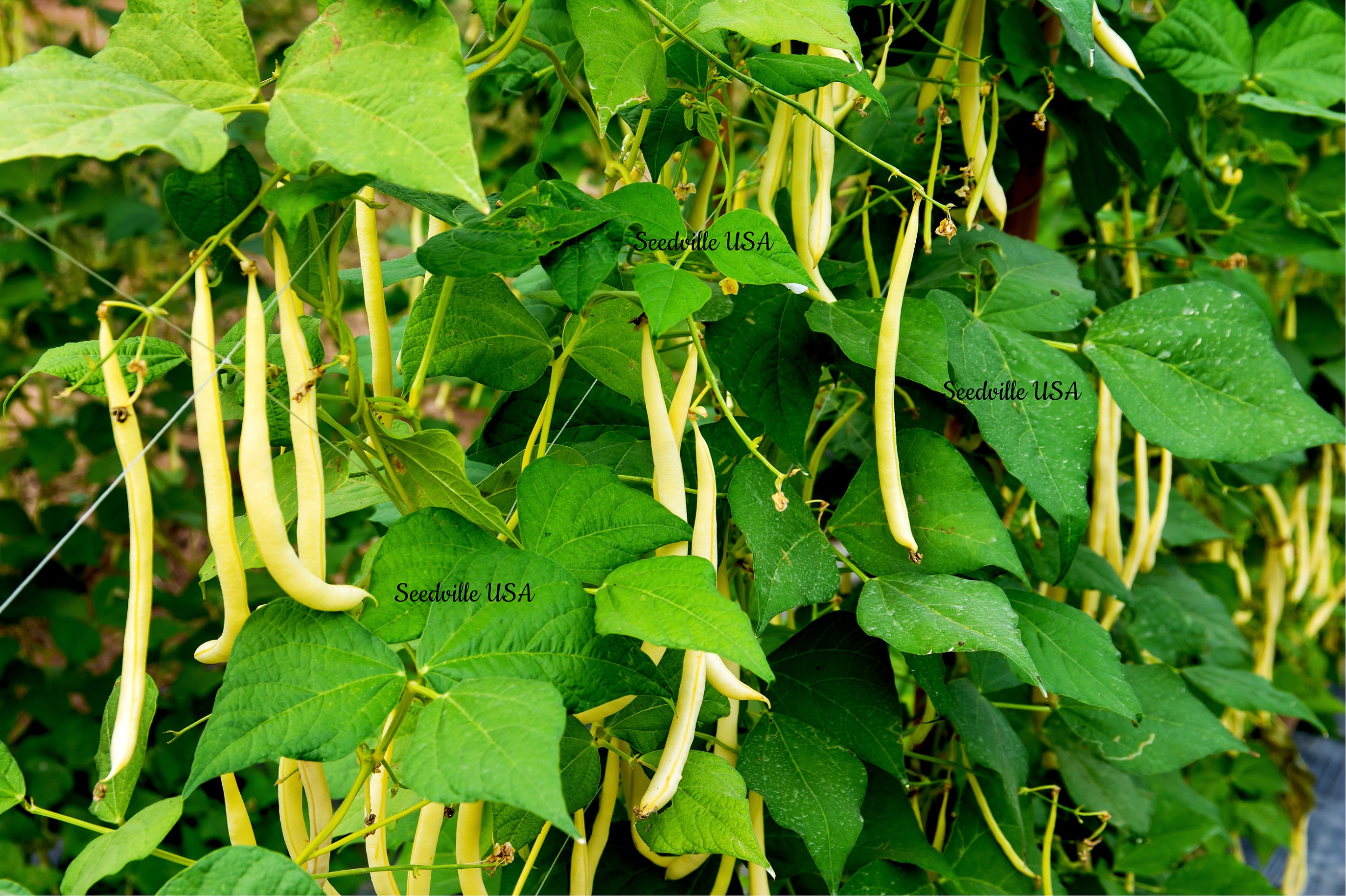50 Yellow CHEROKEE WAX BEAN Bush Aas Winner Phaseolus Vulgaris - Etsy