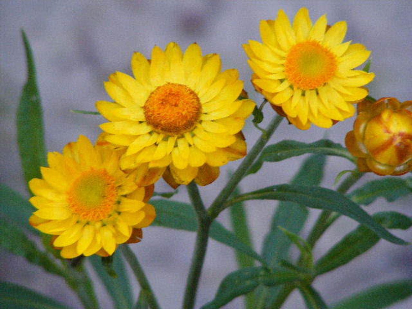 100 MIXED DOUBLE ACROCLINIUM aka Paper Daisy Helipterum Roseum | Etsy