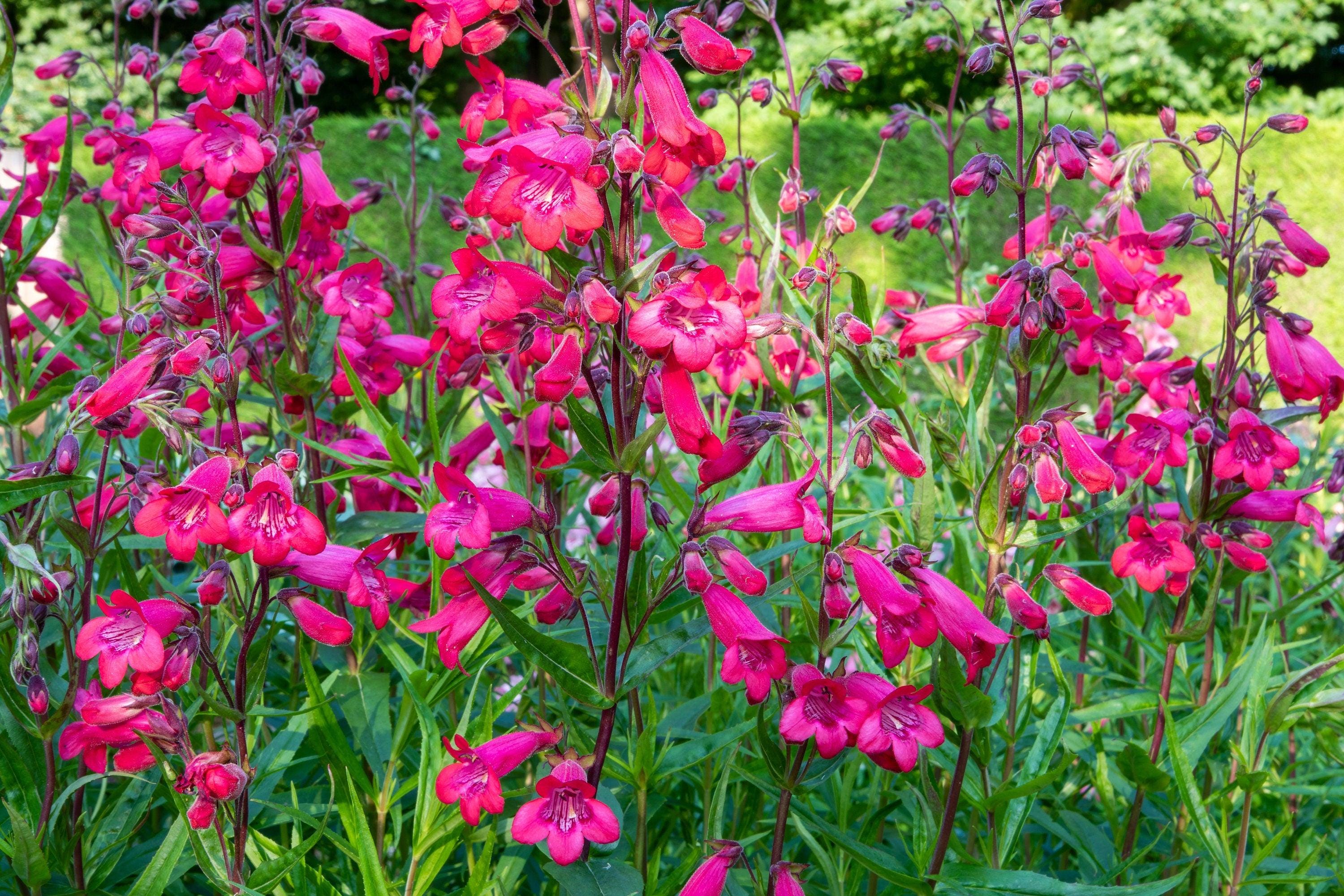 100 SENSATION MIX PENSTEMON Hartwegii Beardtongue Mixed Colors Two Tone ...