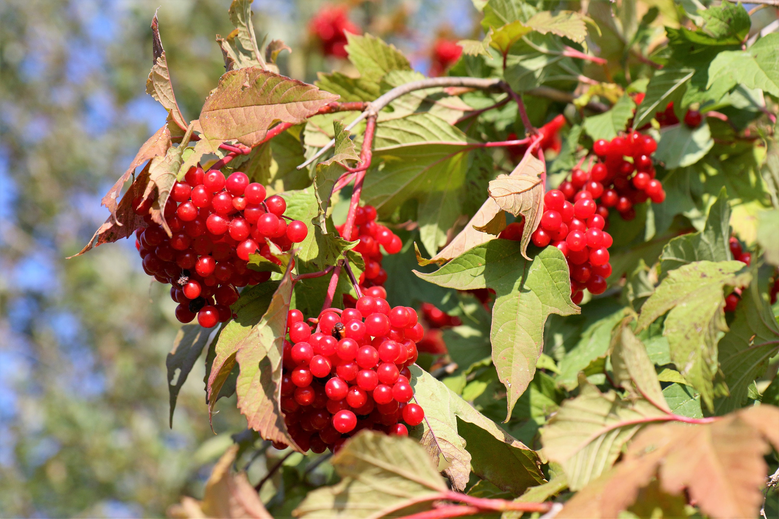 20 AMERICAN HIGHBUSH CRANBERRY Viburnum Trilobum Red Fruit White Flower ...