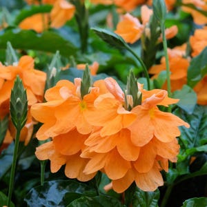 10 ORANGE MARMALADE CROSSANDRA Infundibuliformis Firecracker Flower ...