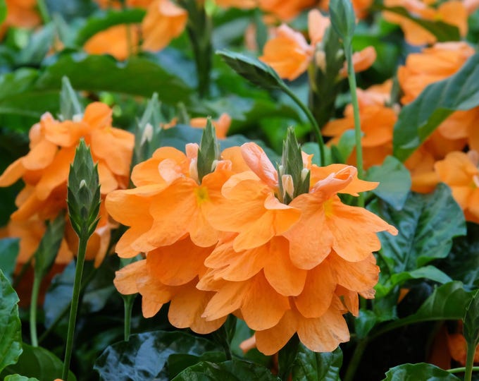 Crossandra Orange Live Plant (firecraker/kanakambaram) - Various ...