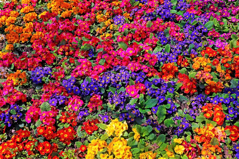 50 MIXED Colors ENGLISH PRIMROSE Primula Vulgaris Acaulis - Etsy