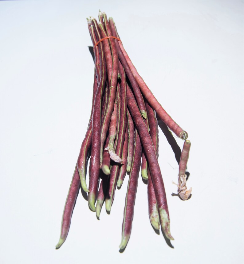 100 RED RIPPER COWPEA Cow Pea Southern Pea Vigna Unguiculata - Etsy