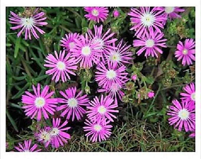 25 Table Mountain ICE PLANT Magenta Fuchsia Delosperma Cooperi | Etsy