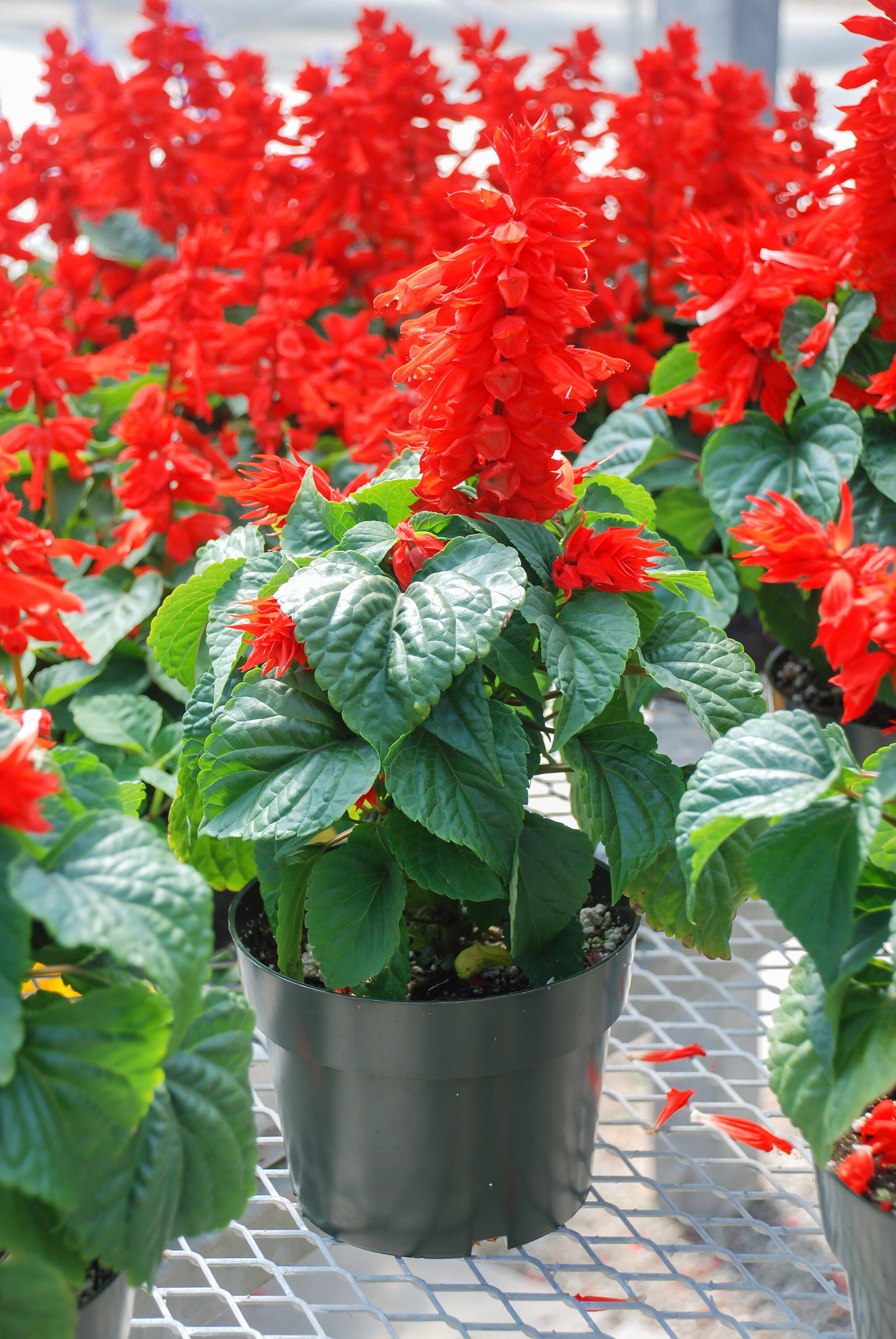 50 RED SALVIA Splendens St. John's Fire Scarlet Sage Flower Seeds - Etsy