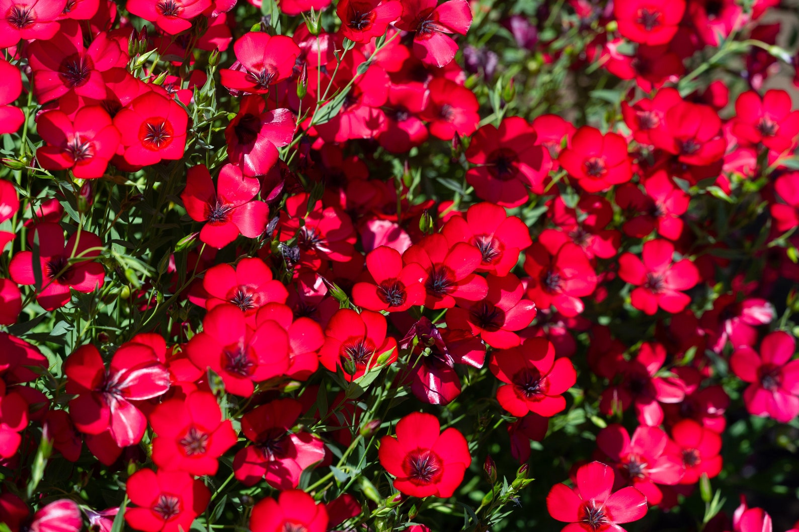 500 Red SCARLET FLAX Linum Grandiflorum Rubrum Flower Seeds - Etsy