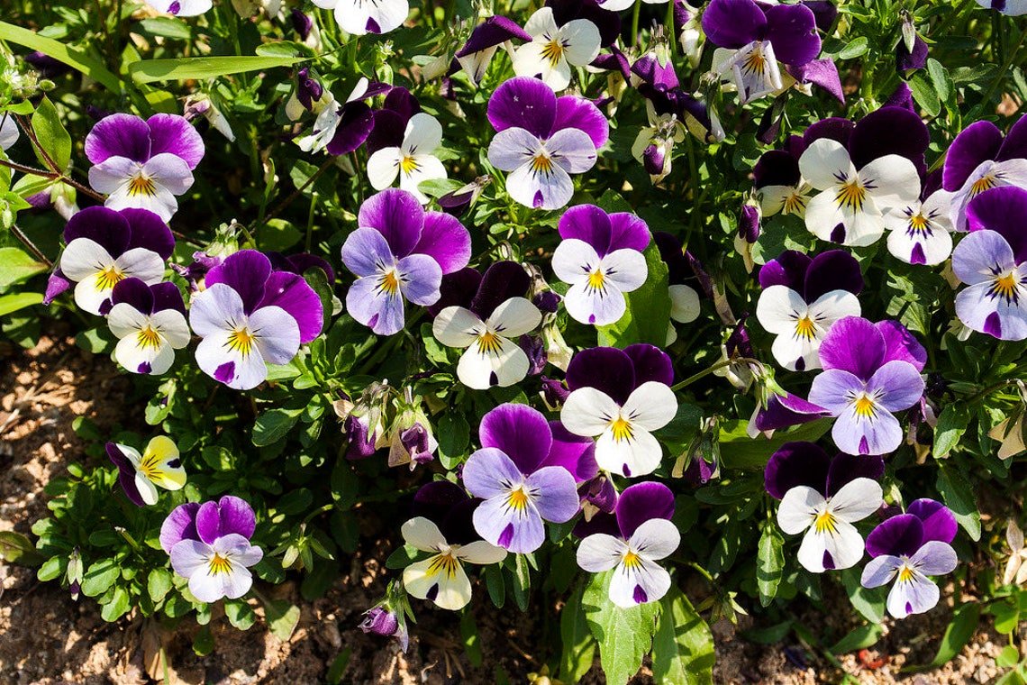 100 JOHNNY JUMP UP Violet Viola Tricolor Flower Seeds | Etsy