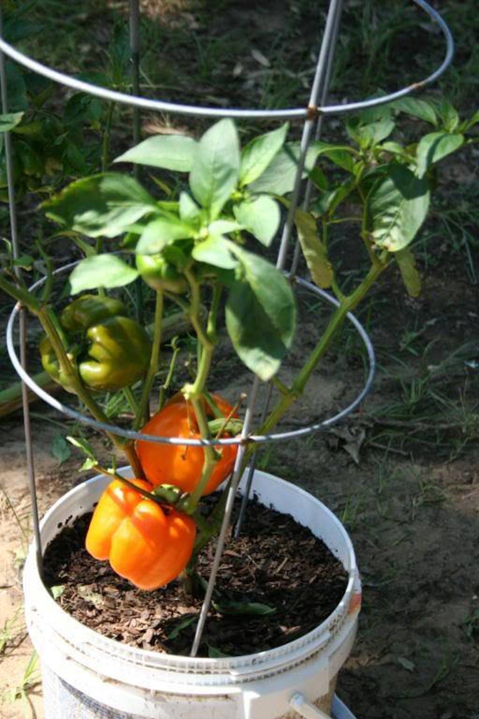 50 ORANGE Sun BELL PEPPER Sweet Capsicum Vegetable Seeds comb - Etsy