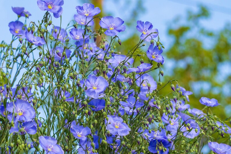 100 BLUE FLAX (prairie Flax / Lewis Blue Flax) Linum Perenne Lewisii ...