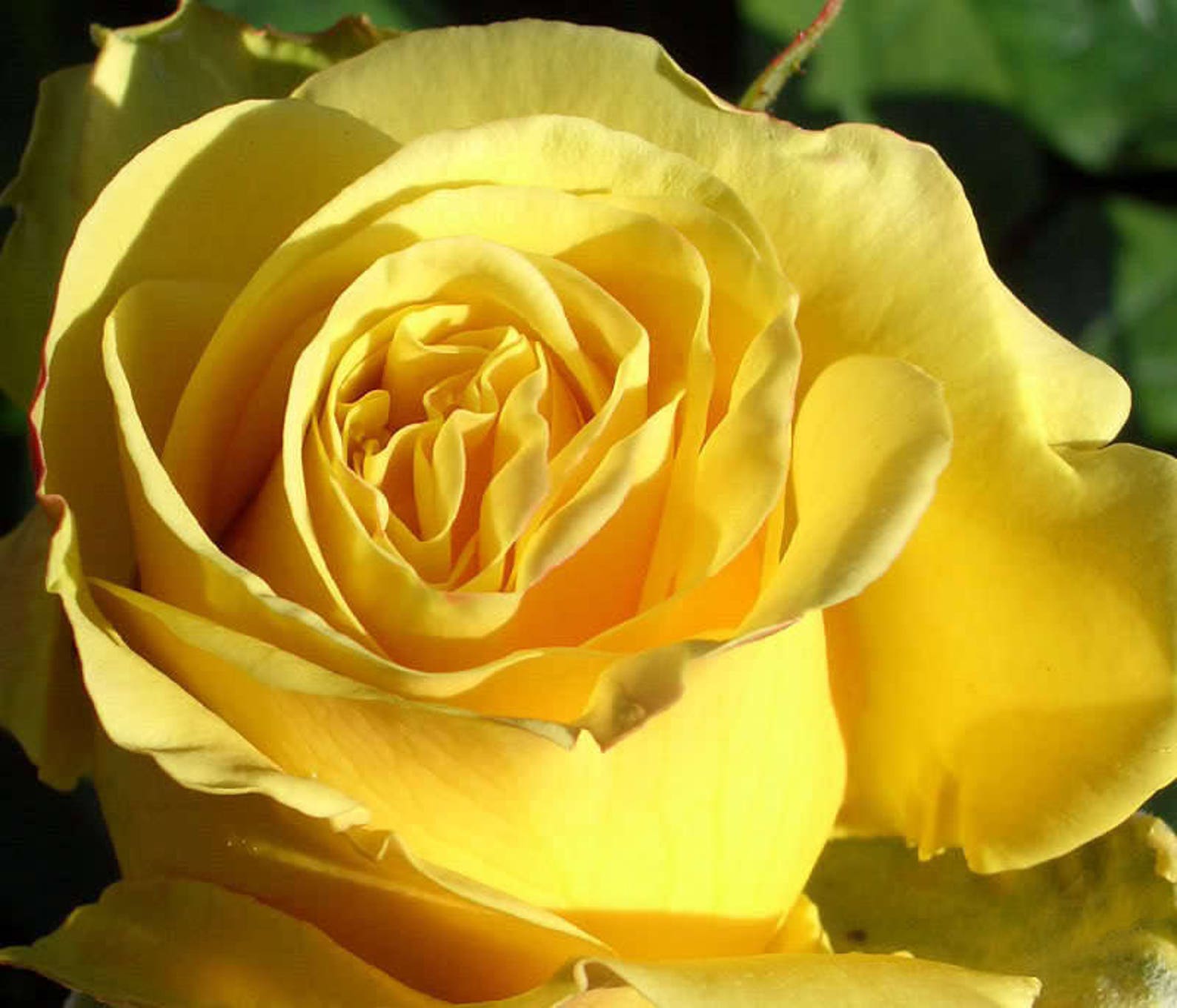 5 YELLOW ROSE Rosa Bush Shrub Perennial Flower Seeds flat - Etsy