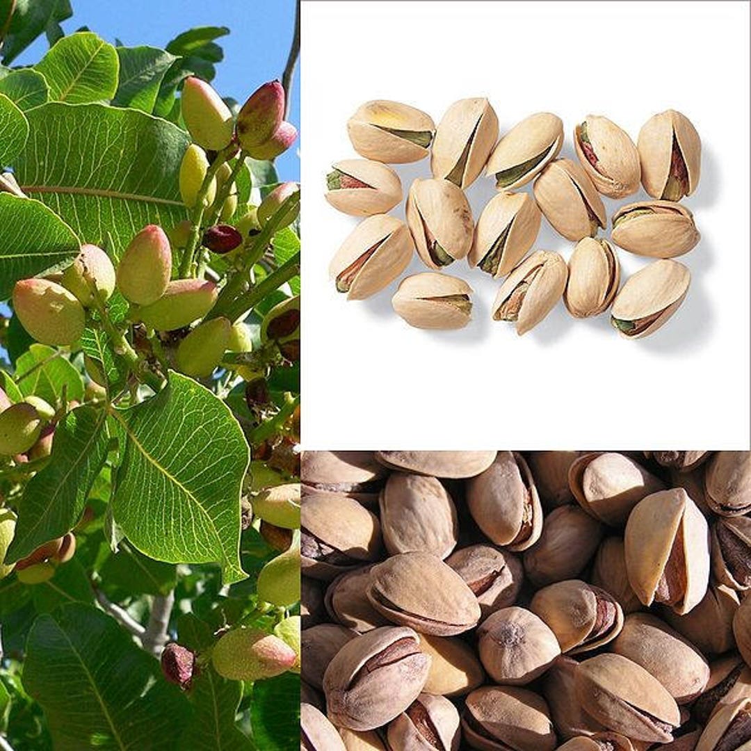 5 PISTACHIO NUT TREE Pistacia Vera Fruit Red Flowers Seeds combined ...