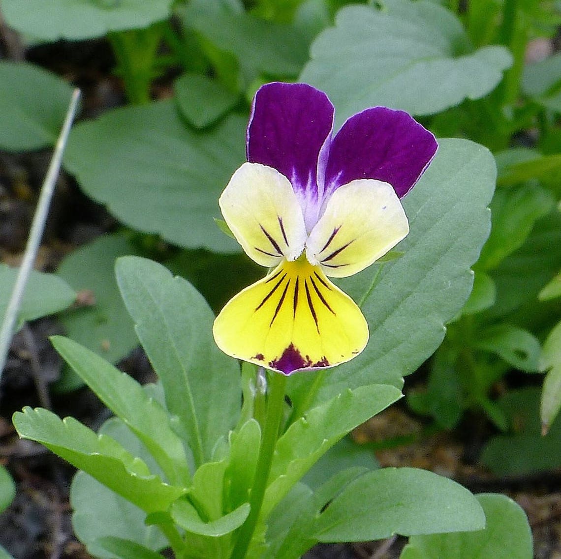 250 JOHNNY JUMP UP Helen Mount Violet Viola Tricolor Flower - Etsy