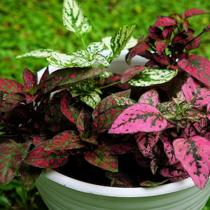 10 Dwarf Mixed Colors POLKA DOT PLANT Red Pink White Rose Splash Select ...