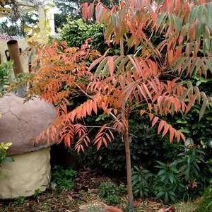 30 FLAMELEAF SUMAC TREE Shining Dwarf Winged Rhus Schmaltzia Copallina ...