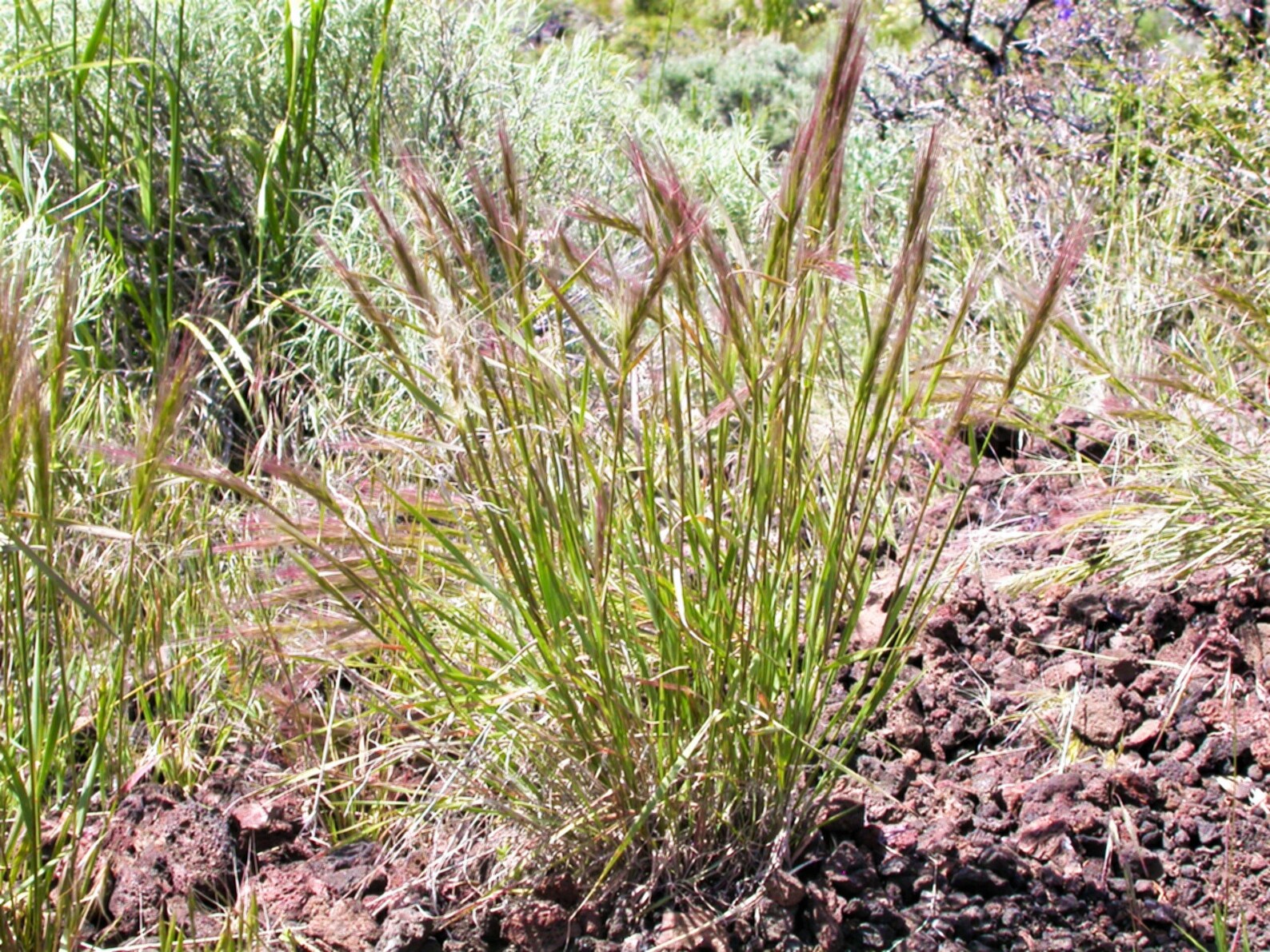 300 Bottlebrush SQUIRRELTAIL RYE GRASS Elymus Elymoides Syn Sitanion ...