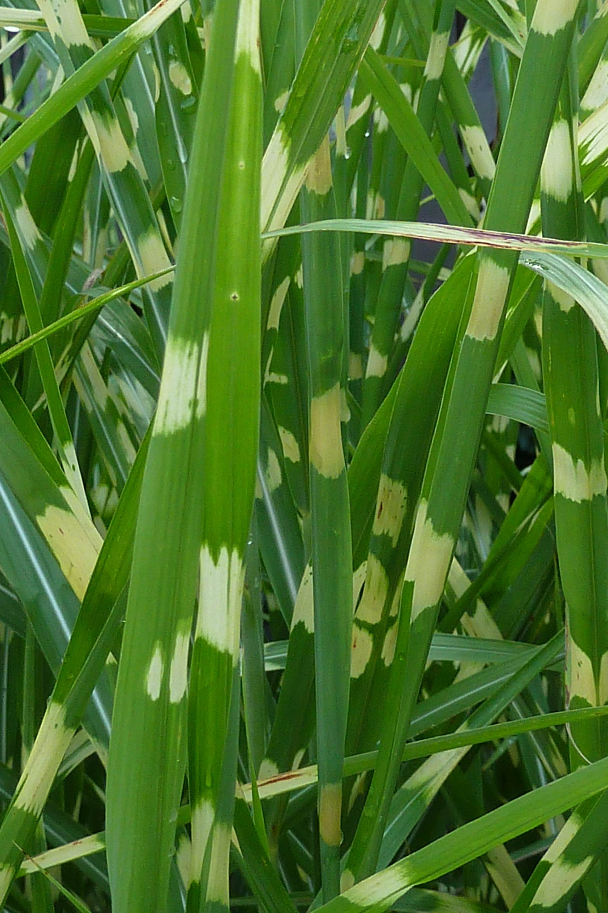 10 Zebra Grass Variegated Maiden Grass Miscanthus Sinensis Etsy Australia