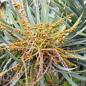 10 DRAGON TREE Dracaena Draco Canary Island Drago Blood Asparagus Yucca ...