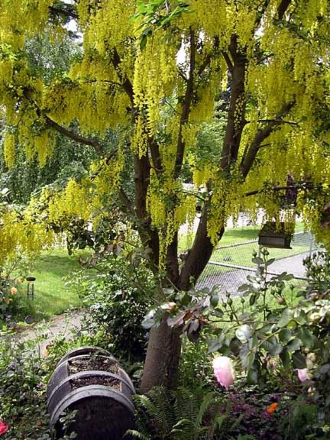 10 GOLDEN CHAIN TREE Goldenchain Laburnum Anagyroides Yellow | Etsy