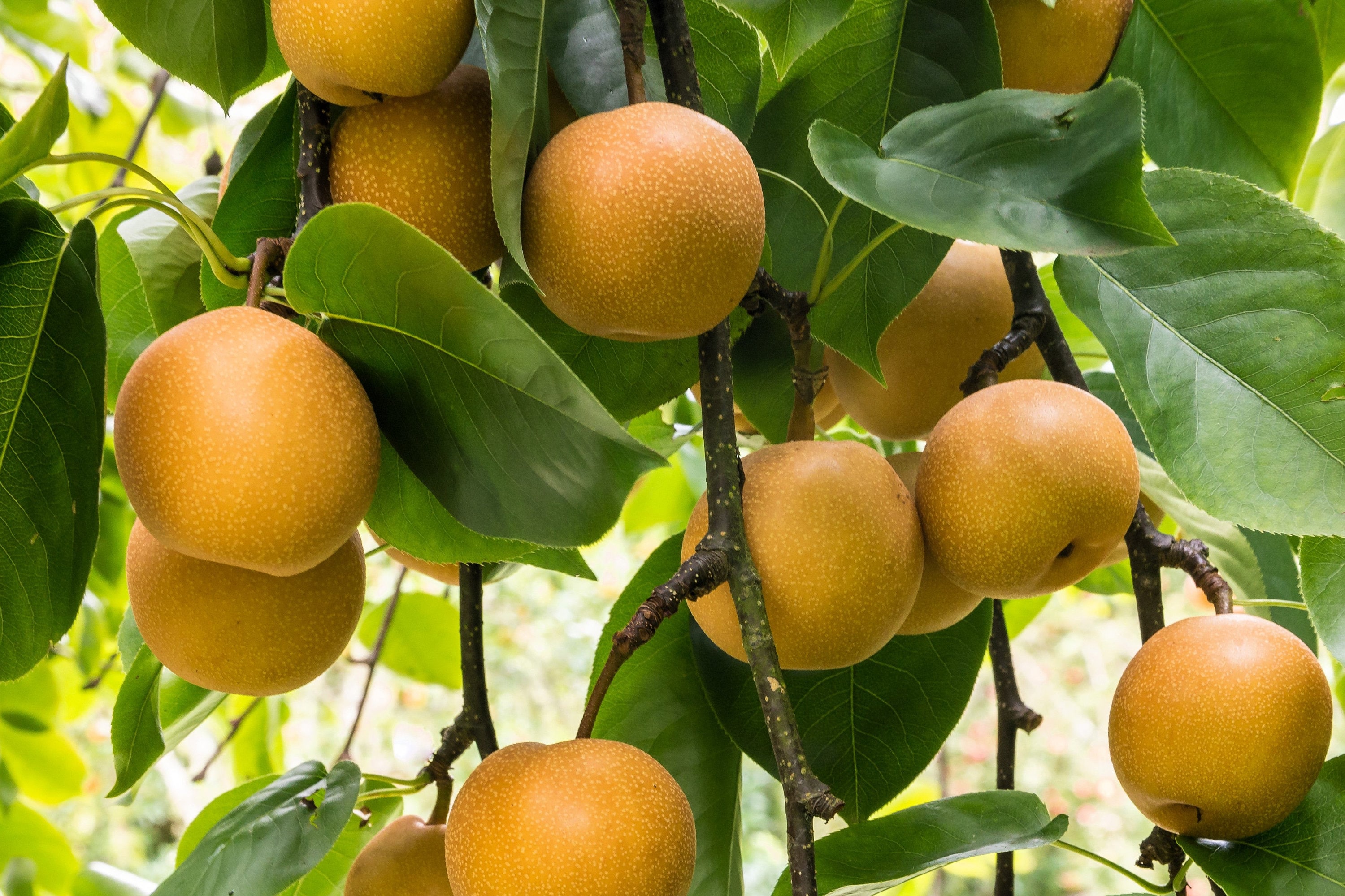 20 ASIAN PEAR TREE Pyrus Pyrifolia Oriental Japanese Fruit Seeds - Etsy