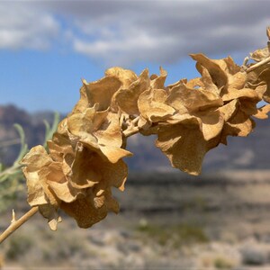 100 FOURWING SALTBRUSH Atriplex Canescens Gray Sage Brush Chamiso ...